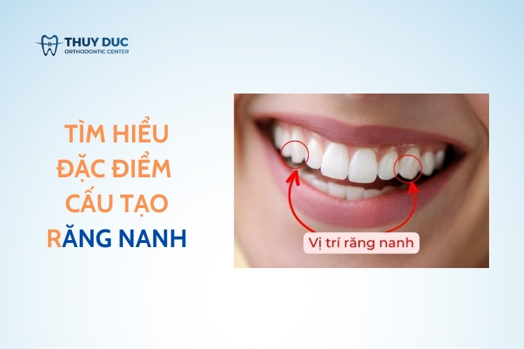 Răng nanh - Đặc điểm Cấu tạo và Các vấn đề thường gặp - Nha Khoa Thúy Đức